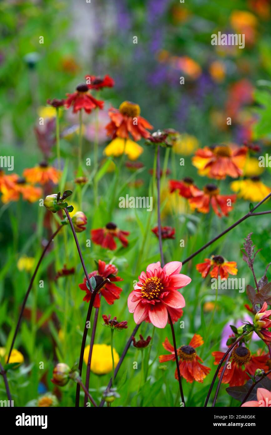 dahlia totally tangerine,dahlias,orange,flower,flowers,flowering ...