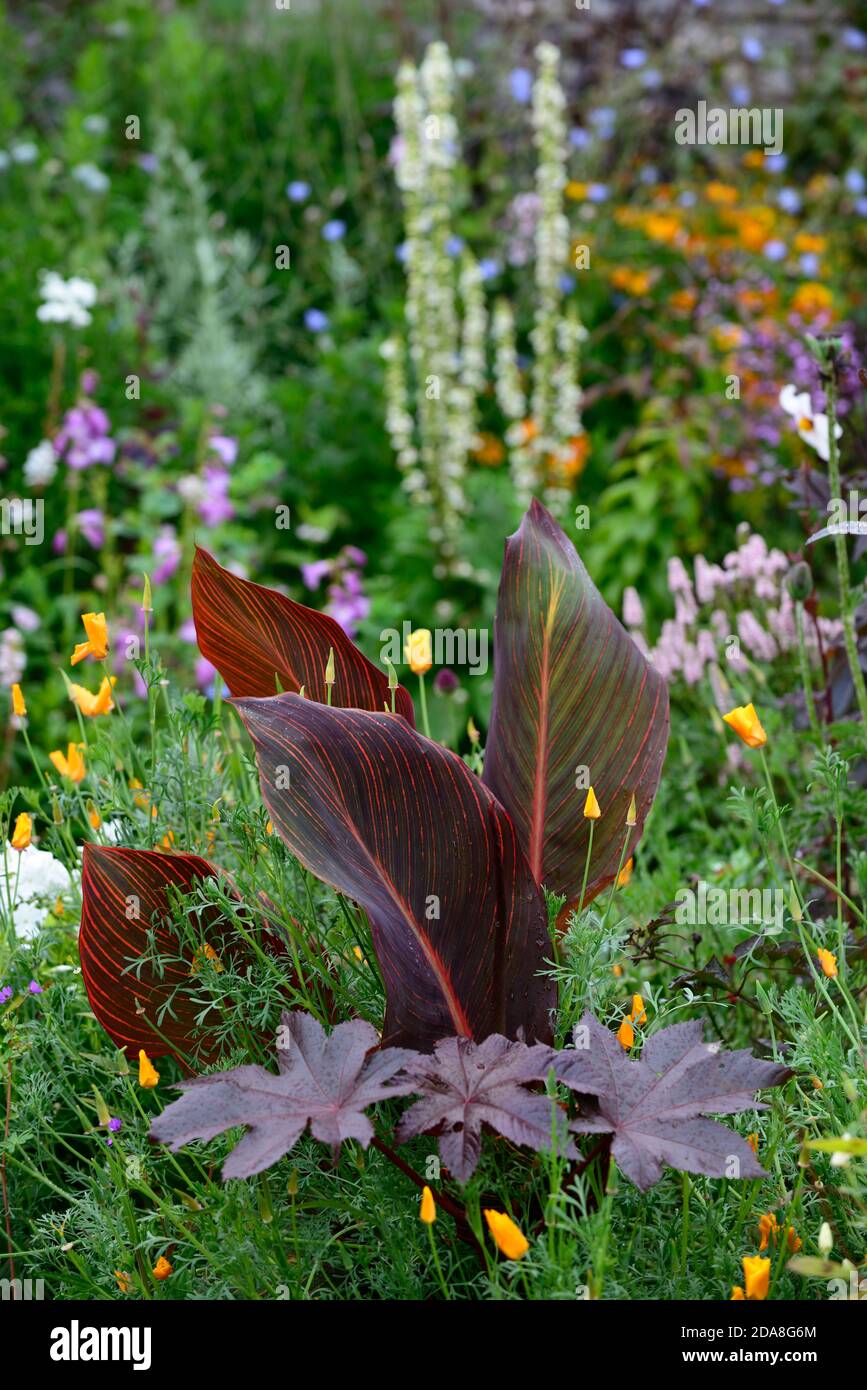 Dahlia foliage hi-res stock photography and images - Alamy