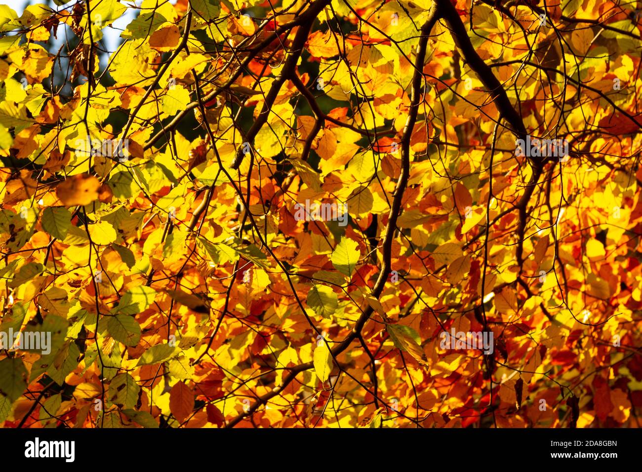 Autumn leaves backlit by the sun Stock Photo - Alamy