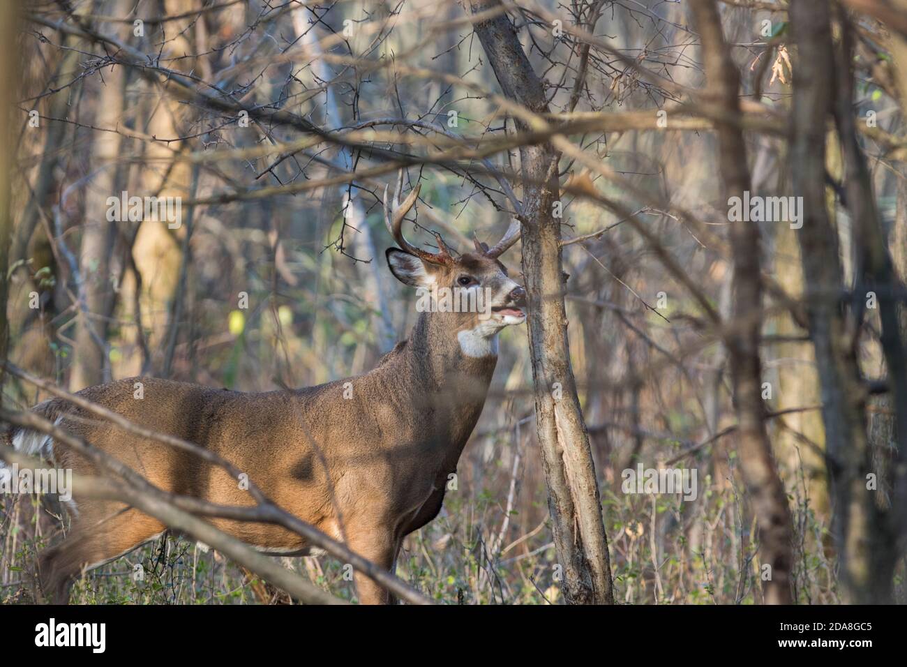 Male white-tailed deer in rut Stock Photo - Alamy