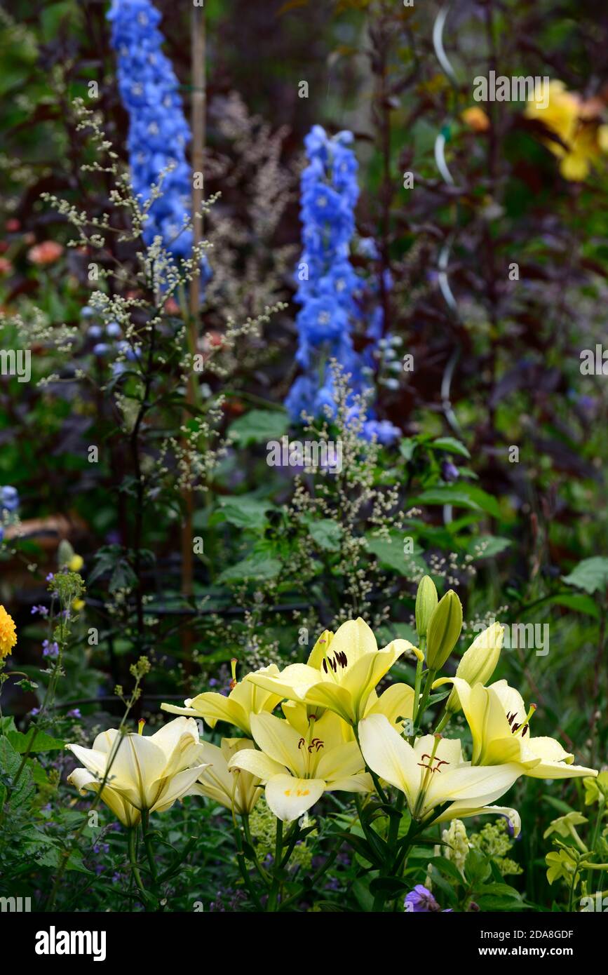 Lily Trebbiano,Lilium Trebbiano,Delphinium Dark Blue with White Bee ...