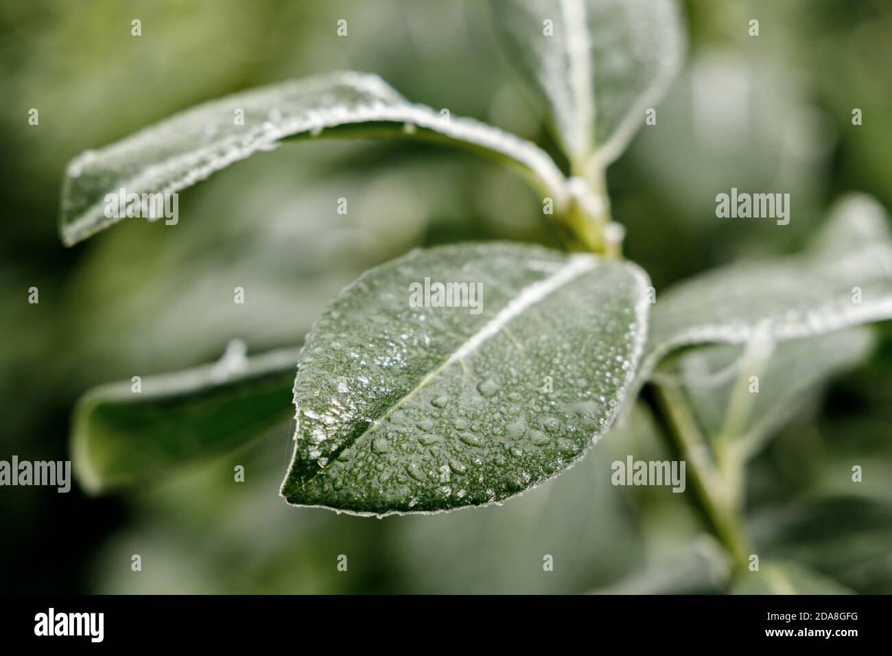 Frozen and iced green leaves from a small bush, close-up shot showing ...