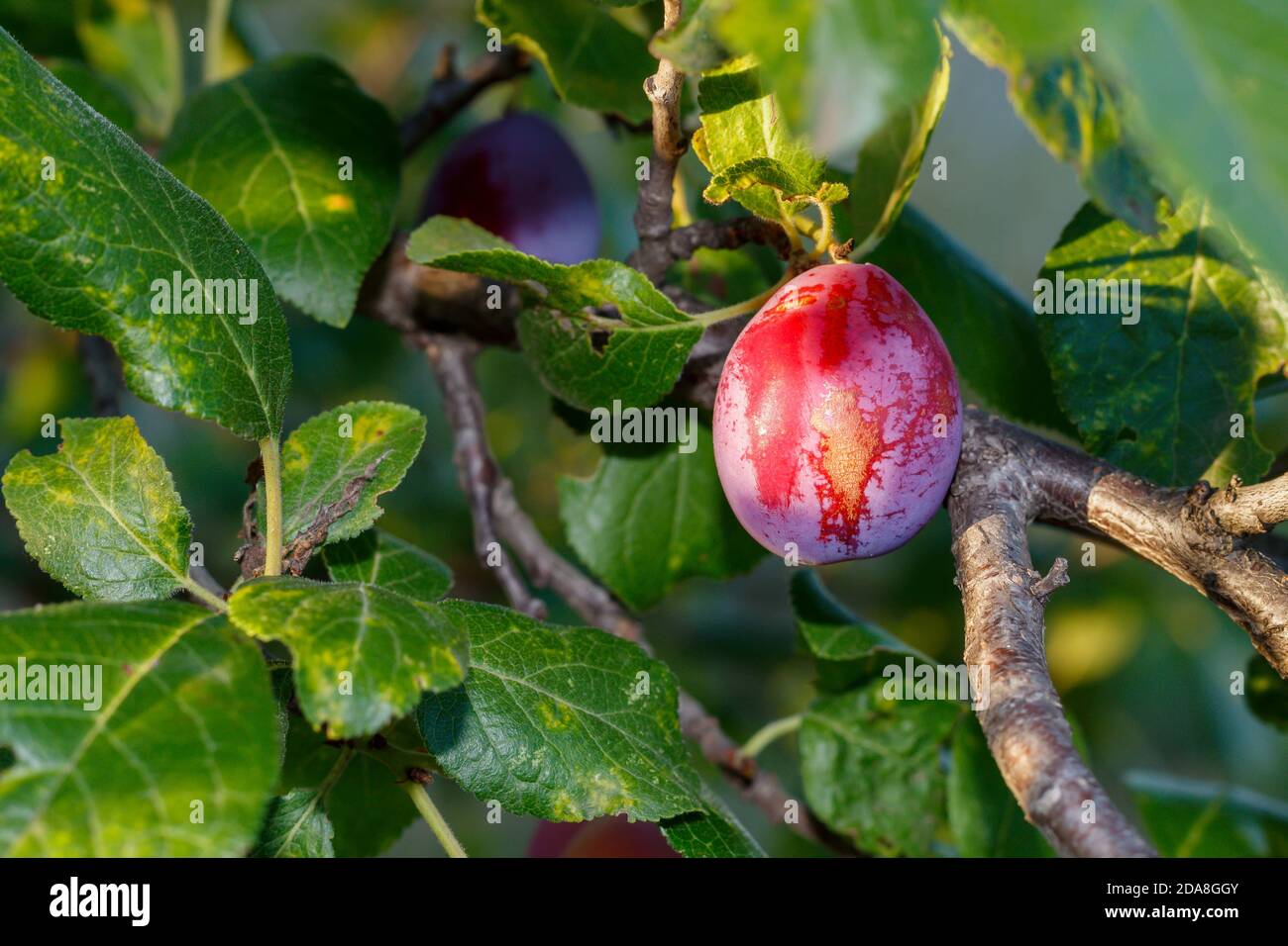 Spring close up ripening hi-res stock photography and images - Alamy