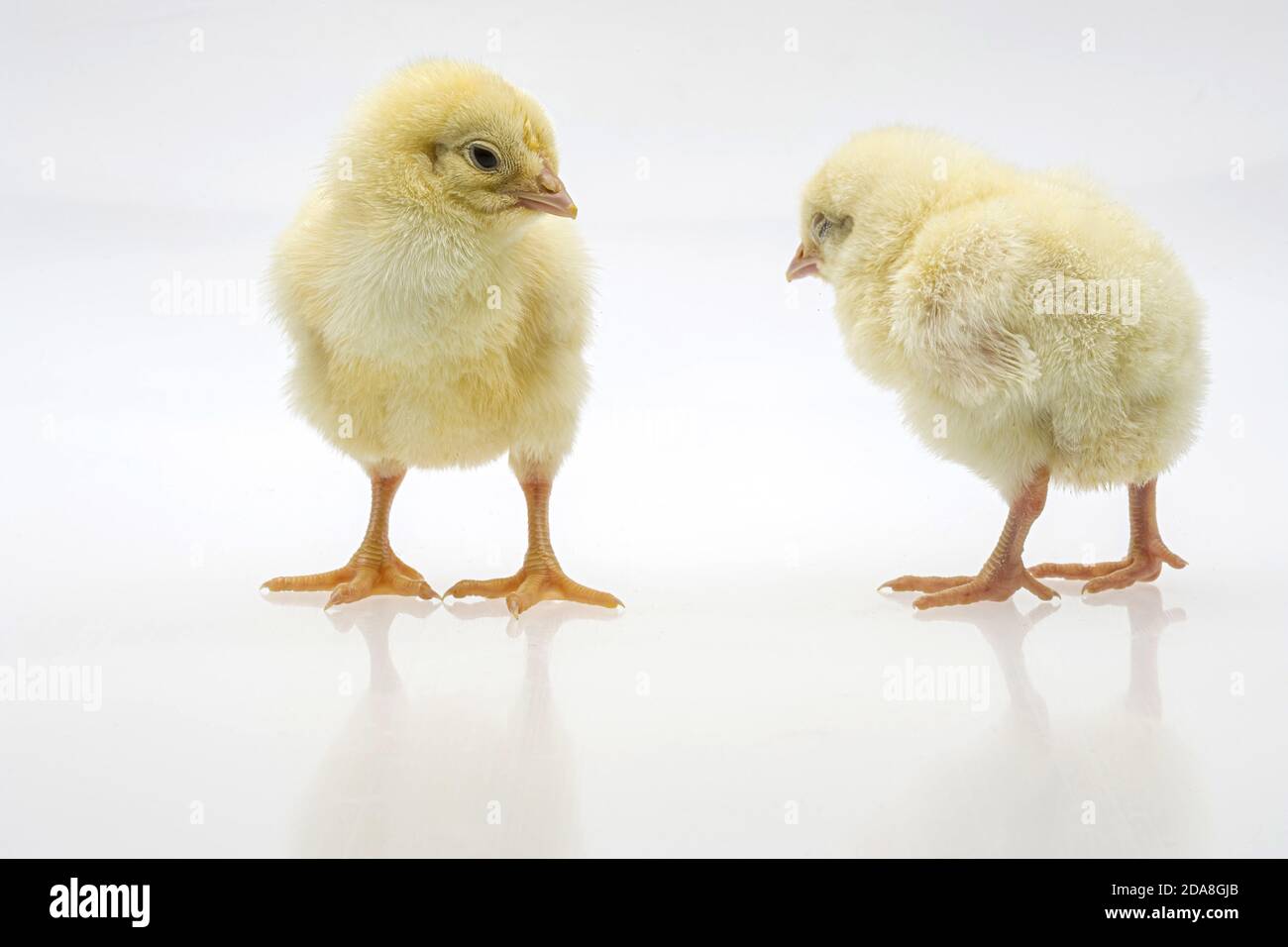 Closeup shot of cute baby chicks on a white background Stock Photo - Alamy