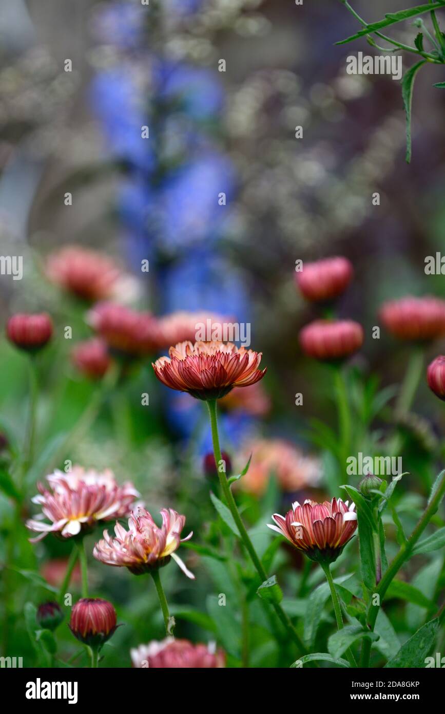 Calendula officinalis zeolights hi-res stock photography and images - Alamy