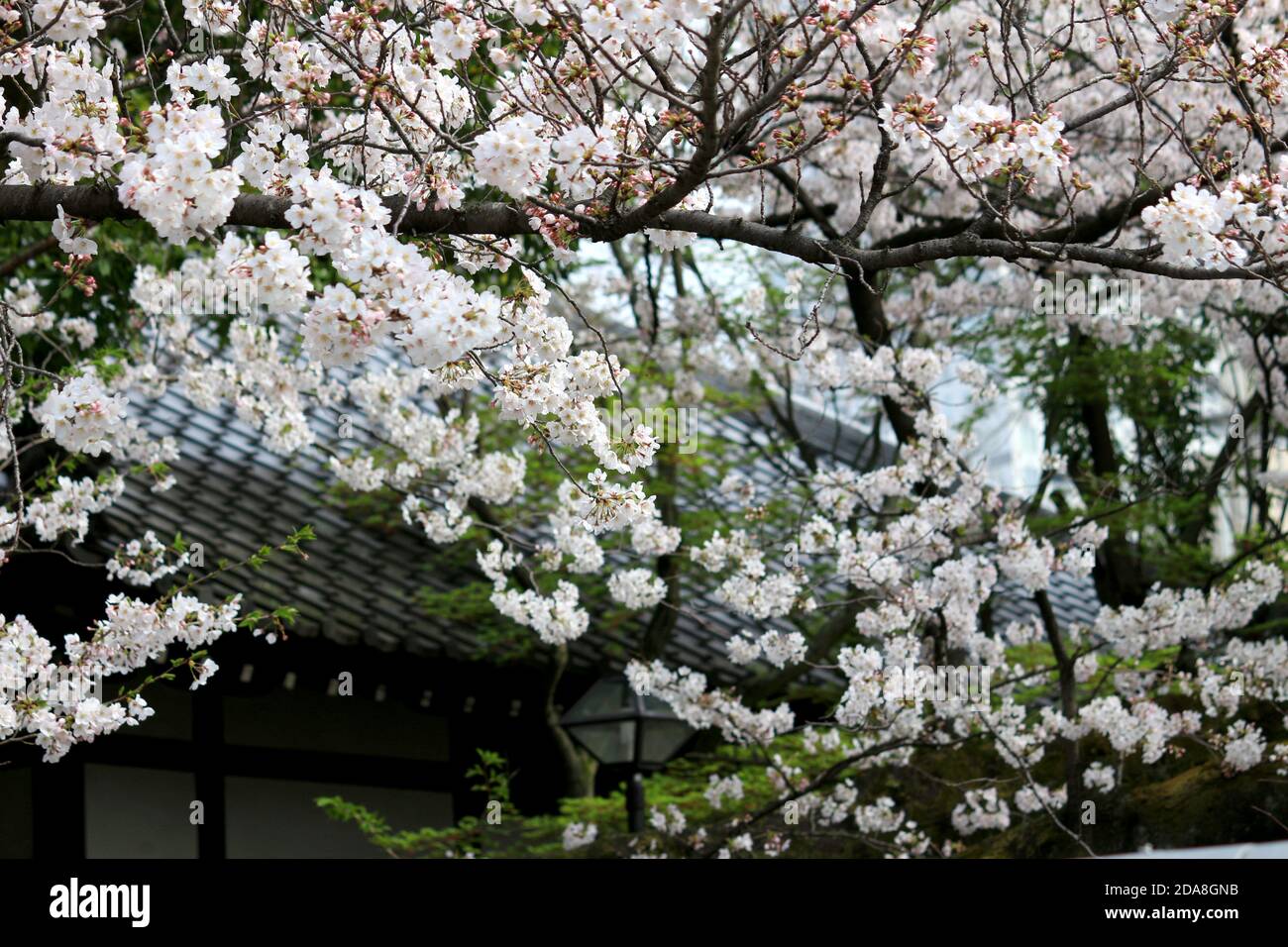 Spring scenery in Japan with cherry blossoms in full bloom Stock Photo ...