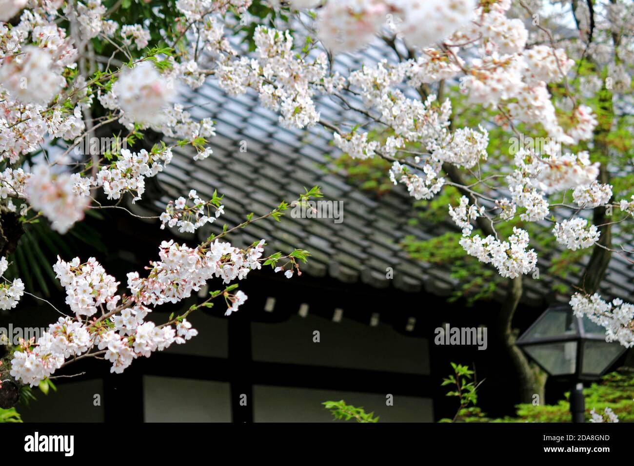Spring scenery in Japan with cherry blossoms in full bloom Stock Photo ...
