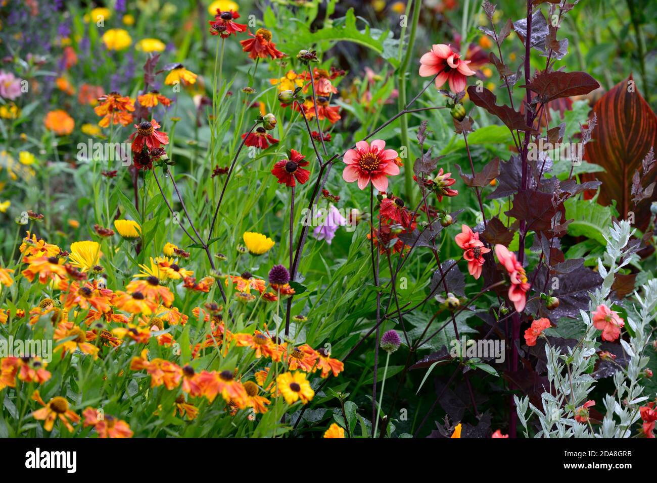 dahlia totally tangerine,dahlias,orange,flower,flowers,flowering ...