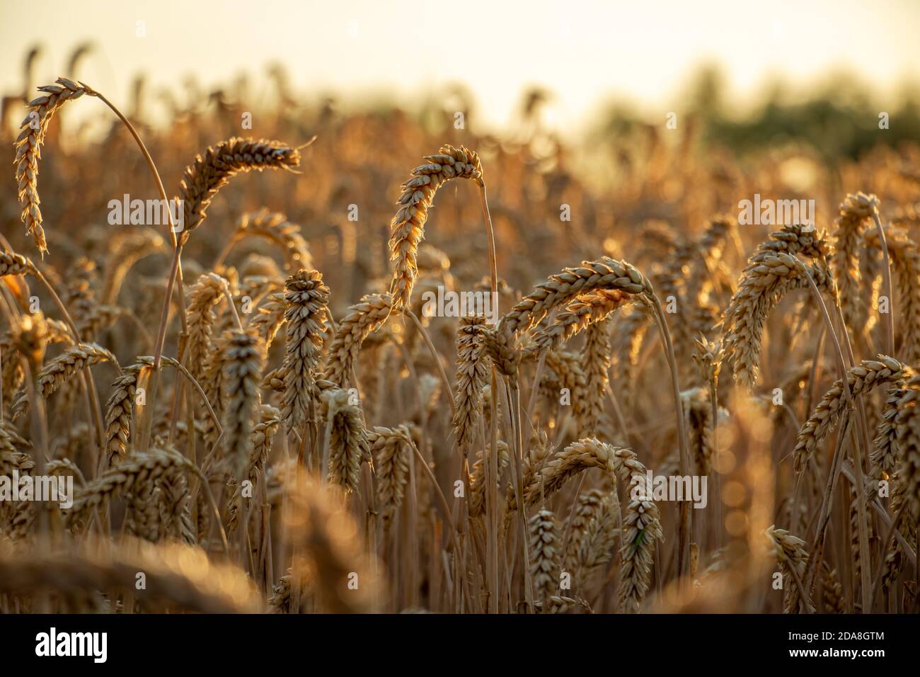 Golden barley bristles in a sunset theme, looking onto a field in late ...