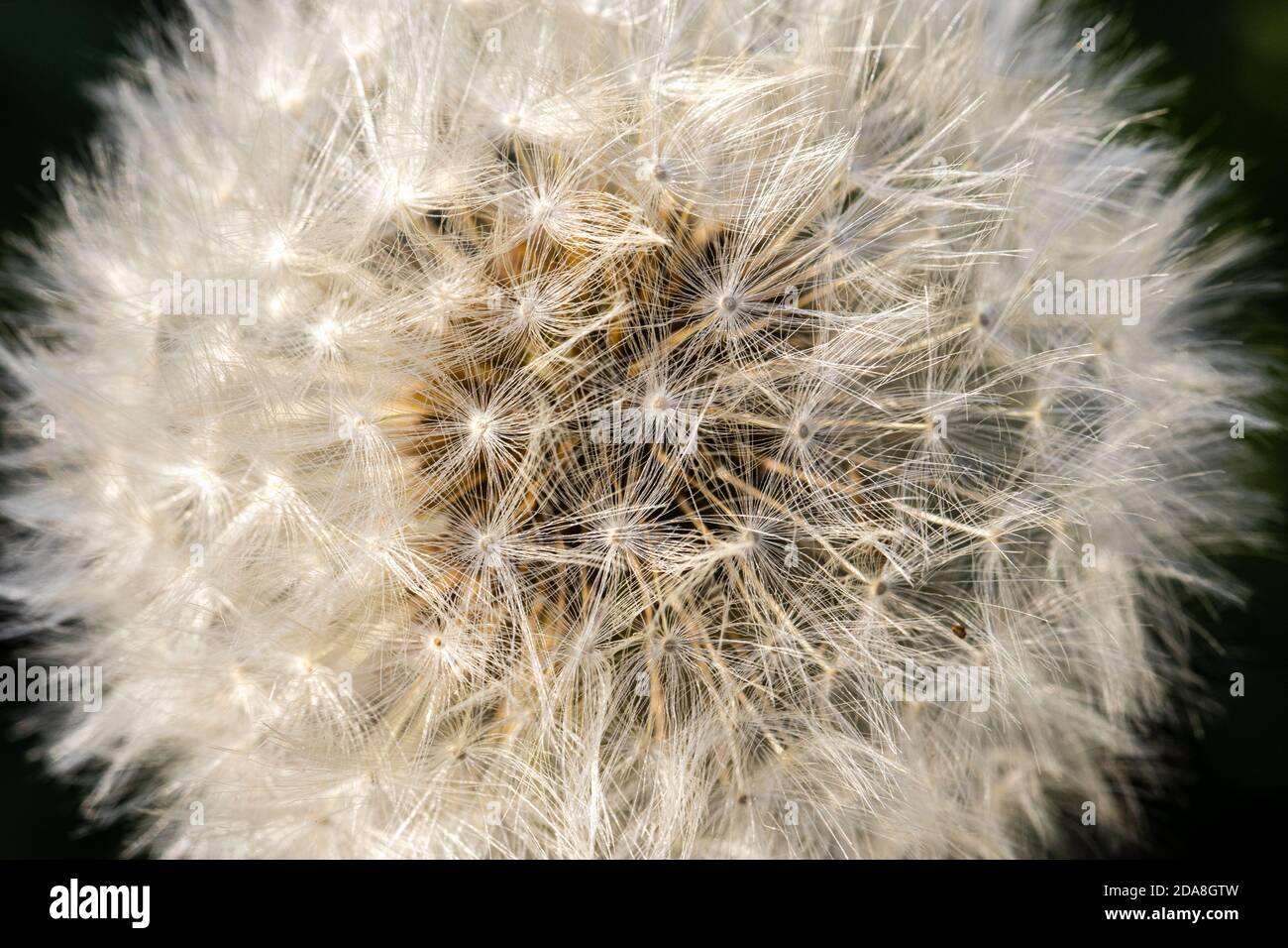 Fluffy seeds in air hi-res stock photography and images - Alamy