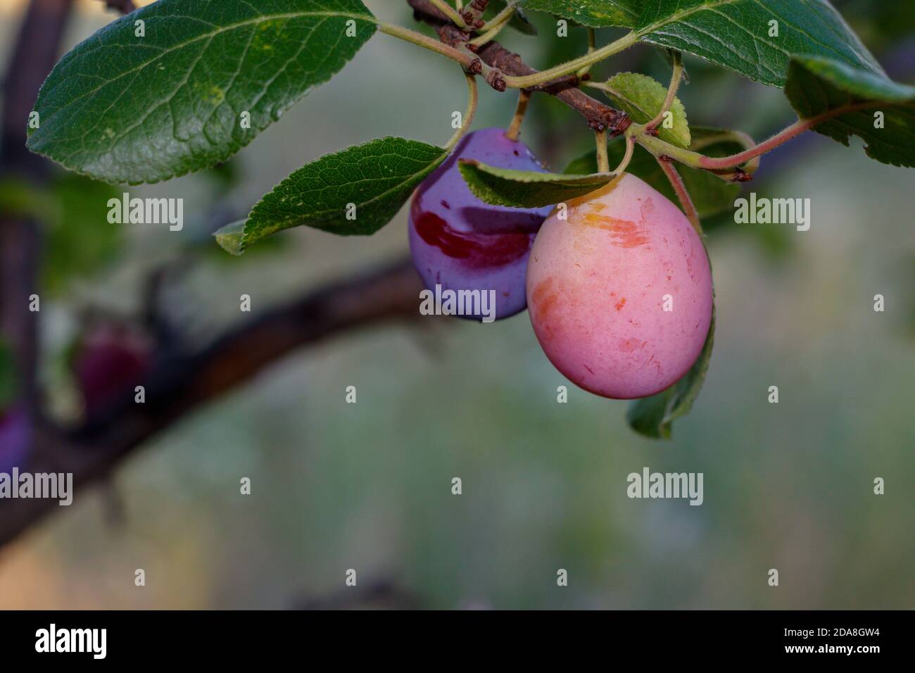 Close up ripening sweet hi-res stock photography and images - Alamy