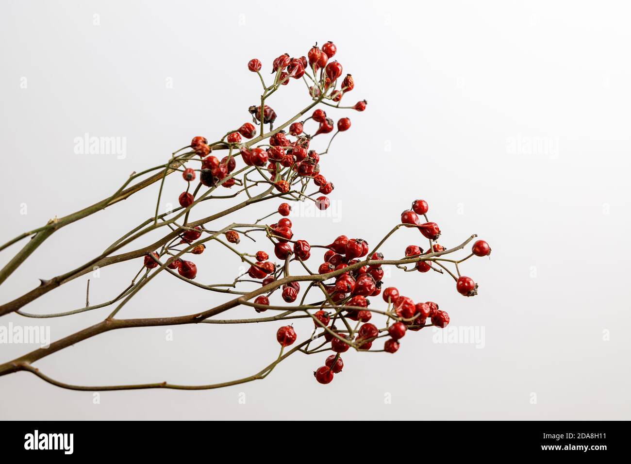 Side view of branches with red rowan berries on a uniform white ...