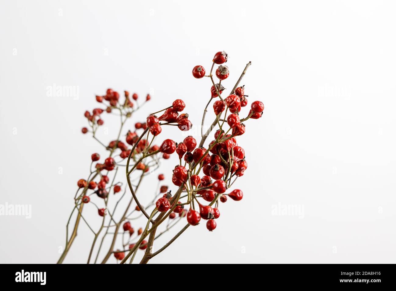 Side view of branches with red rowan berries on a uniform white ...