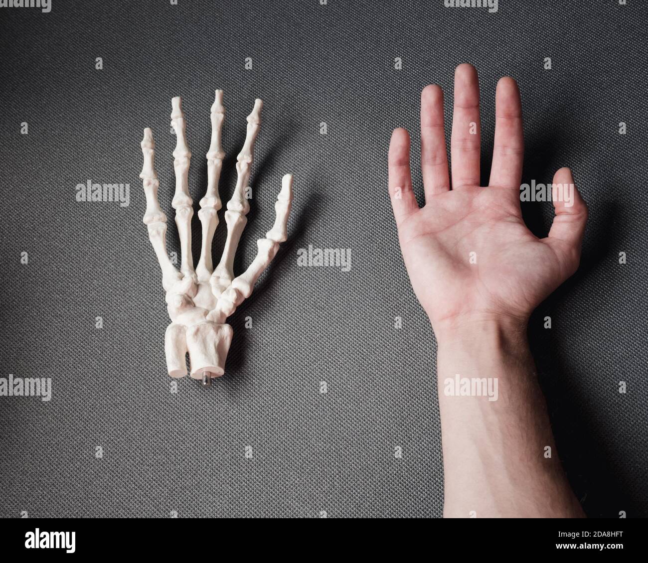 Real human hand next to a hand bone model over a grey background Stock ...