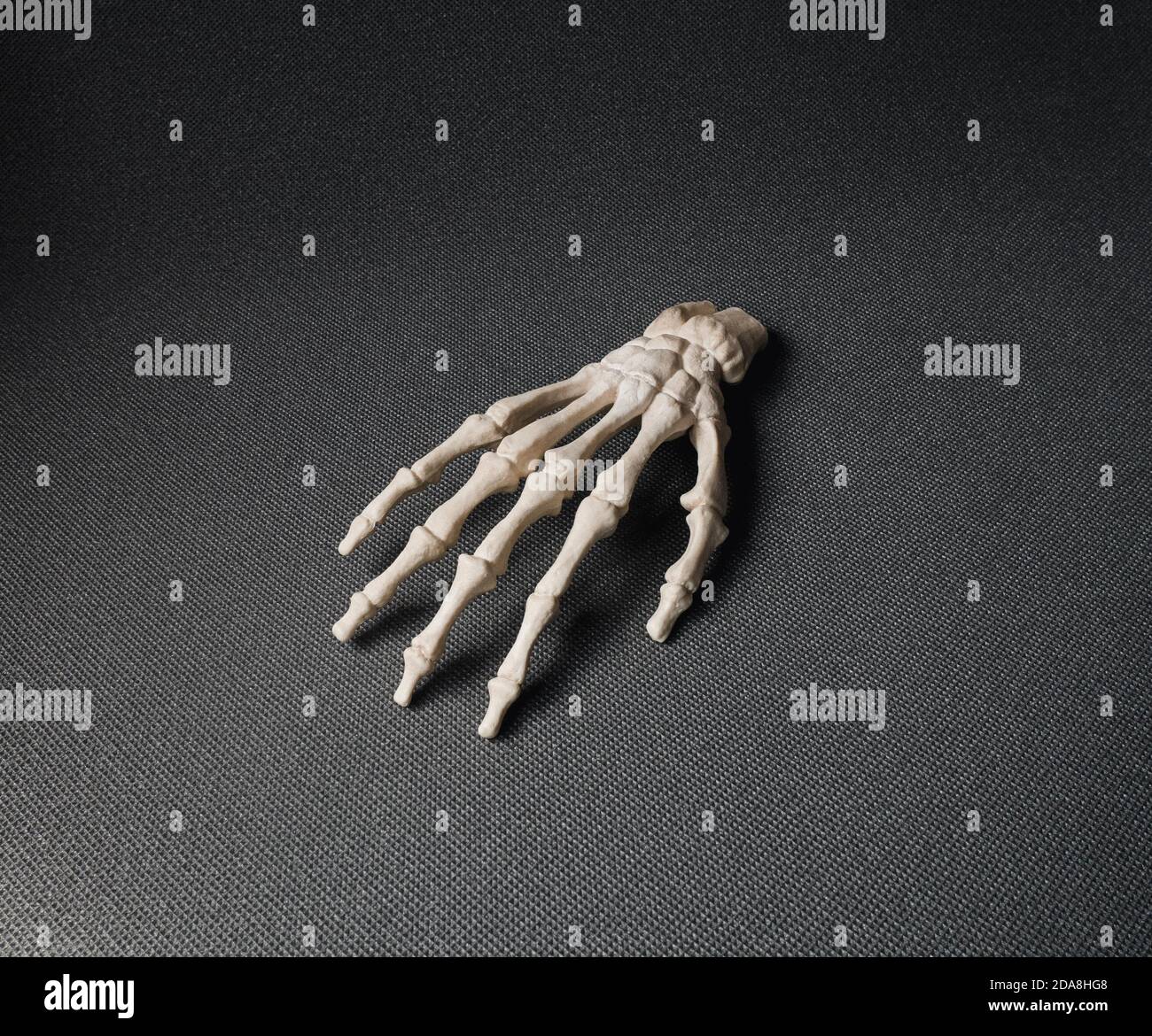 Hand bone model over a grey background Stock Photo - Alamy