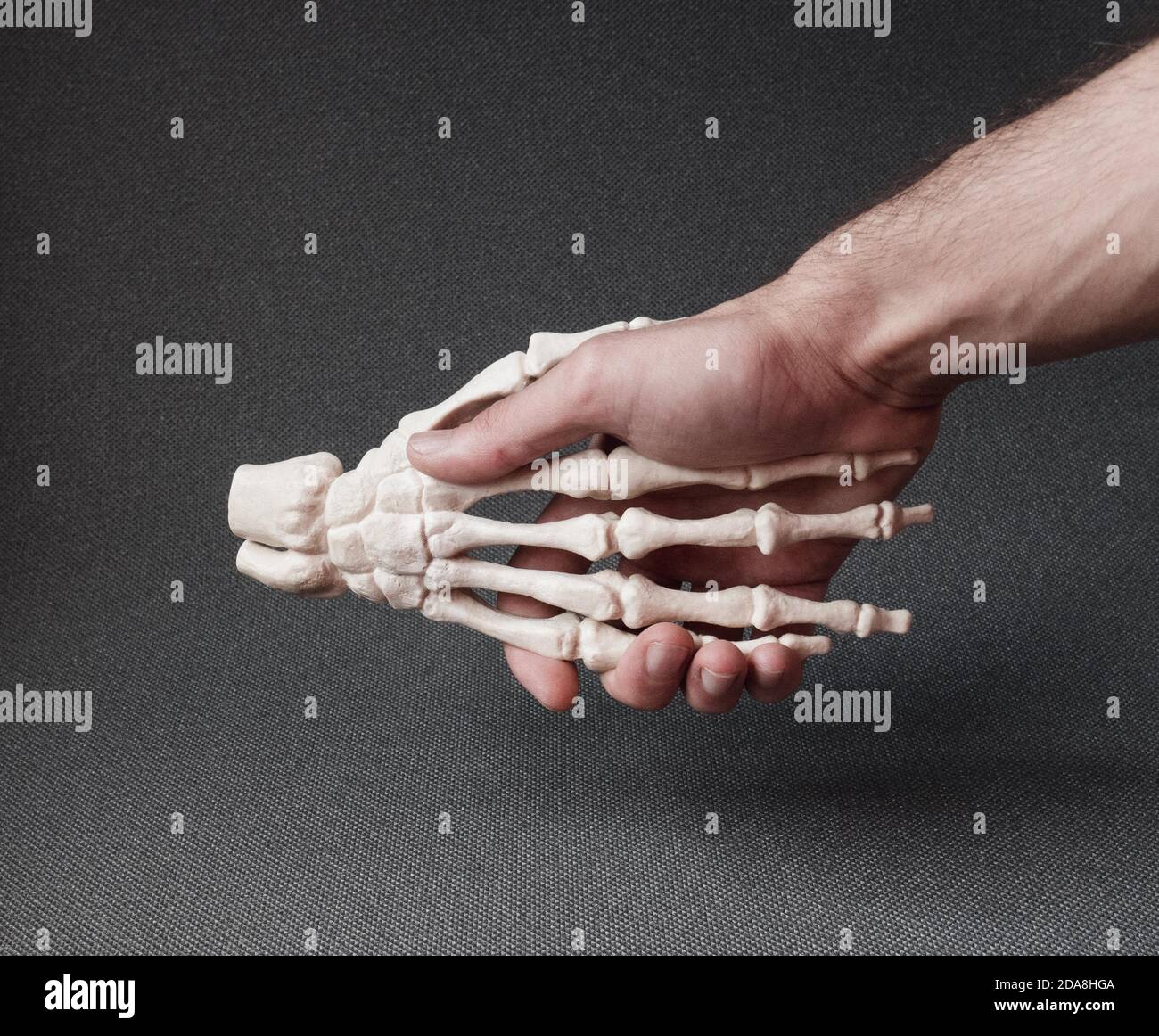 Real human hand stretching a hand bone model over a grey background ...