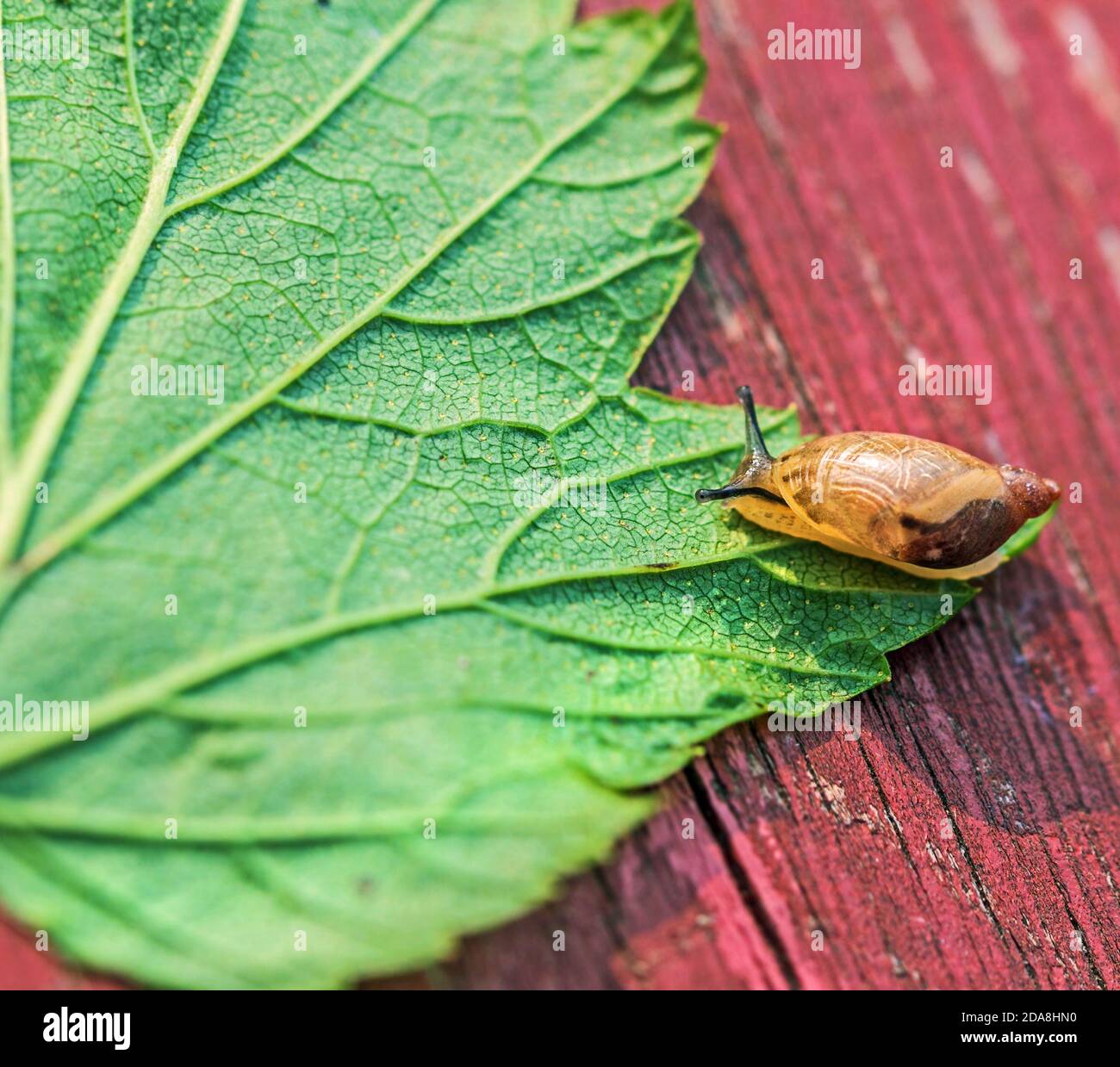Pretty snail shell hi-res stock photography and images - Alamy