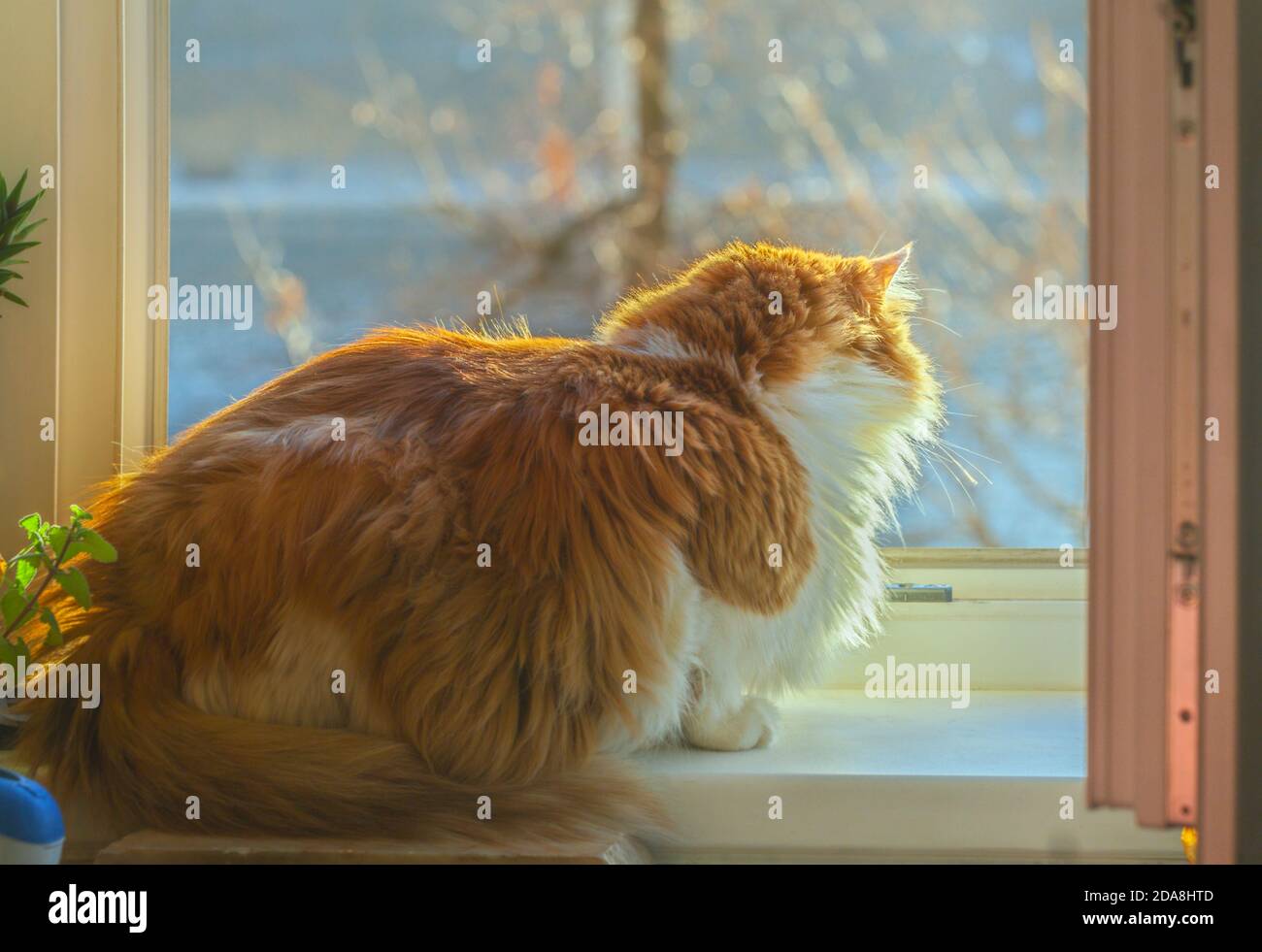 Adult pretty red cat in open sunny window Stock Photo - Alamy