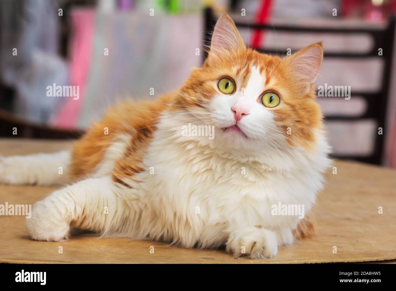 Cat look windows hi-res stock photography and images - Alamy