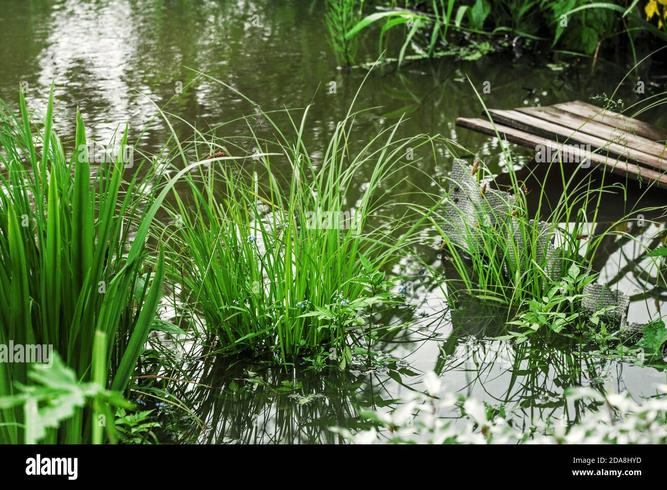 Tender forget-me-nots in marsh grass by old bridge Stock Photo - Alamy