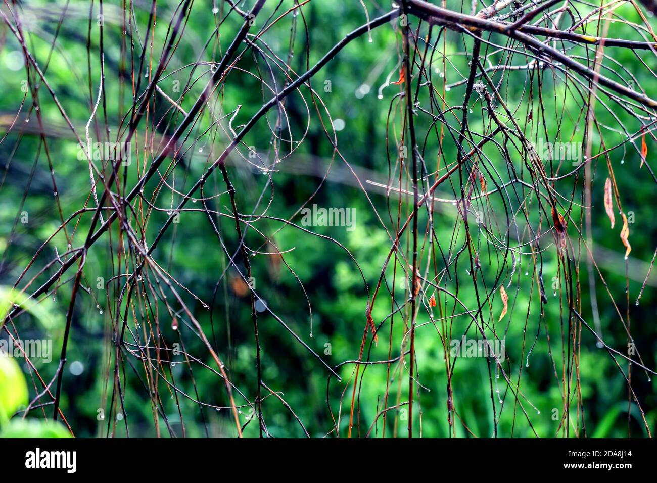 Pretty branches of tree after rain on dark green background Stock Photo ...