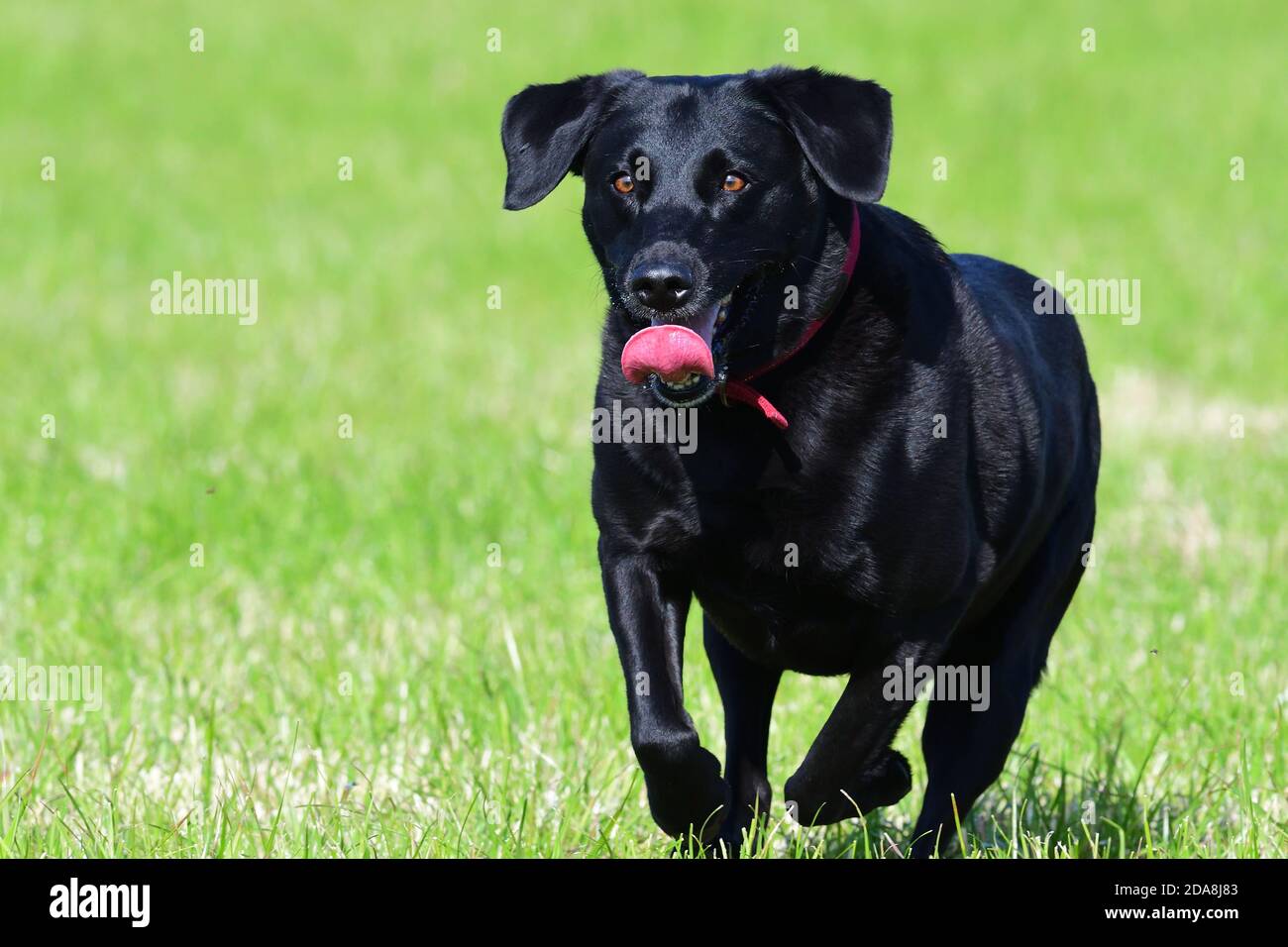 Action shot of a young black Labrador running through a field Stock ...