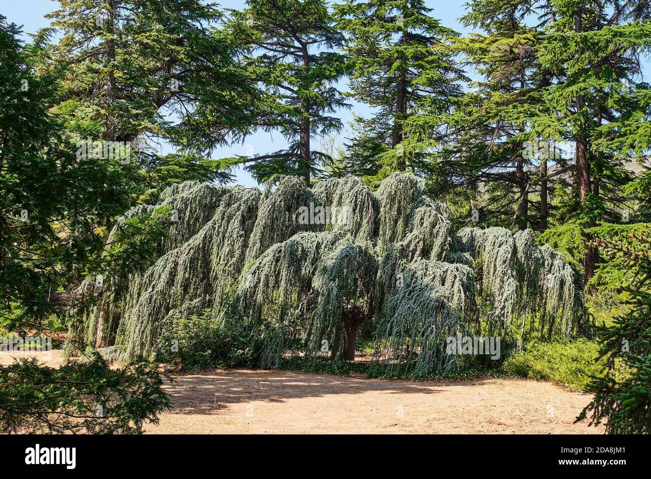 Atlas weeping cedar in botanical garden. A coniferous tree with weeping ...