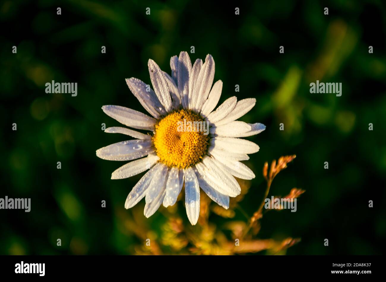 daisy covered with morning dew. Flower in thick morning fog Stock Photo ...