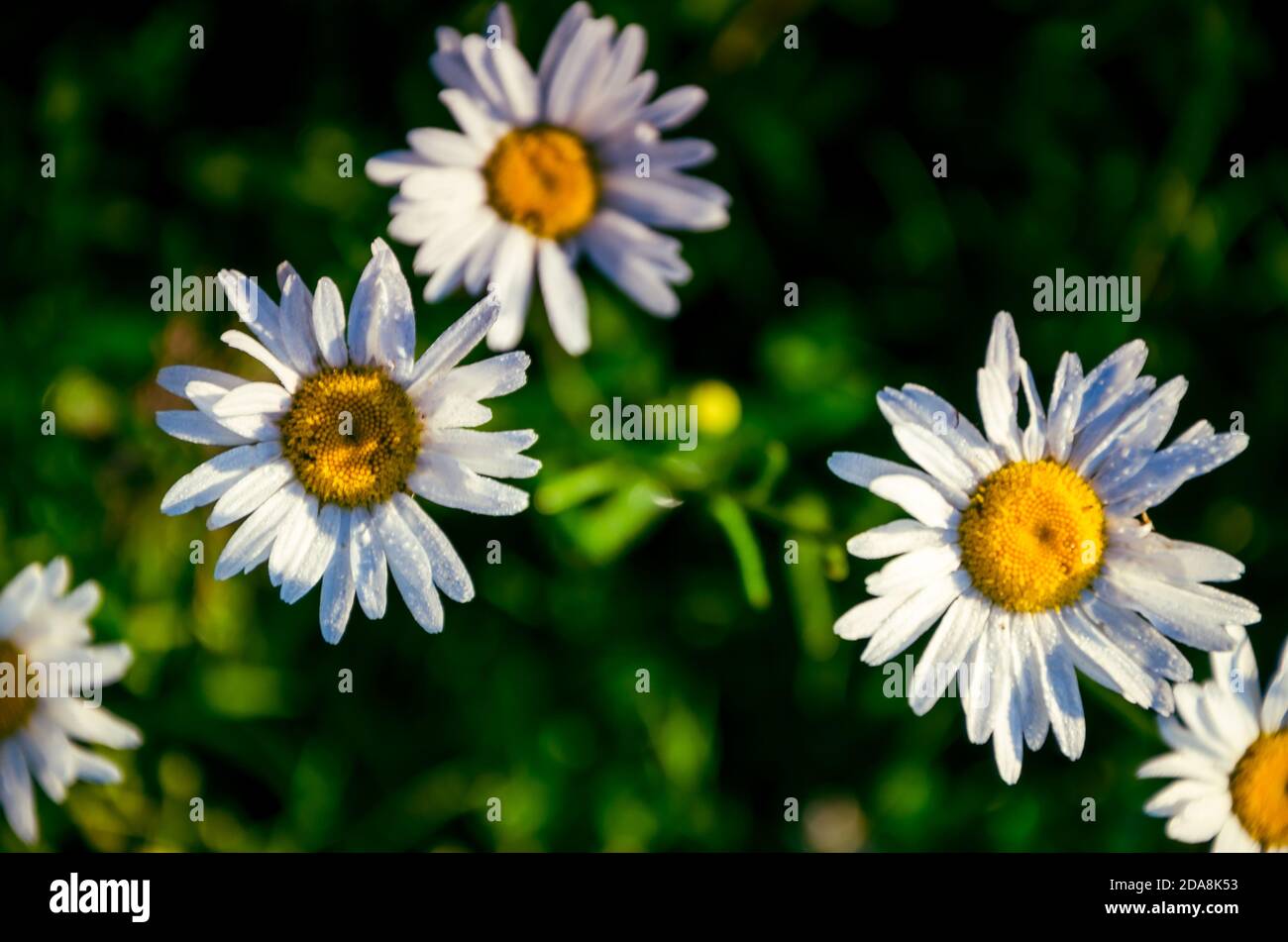 daisy covered with morning dew. Flower in thick morning fog Stock Photo ...