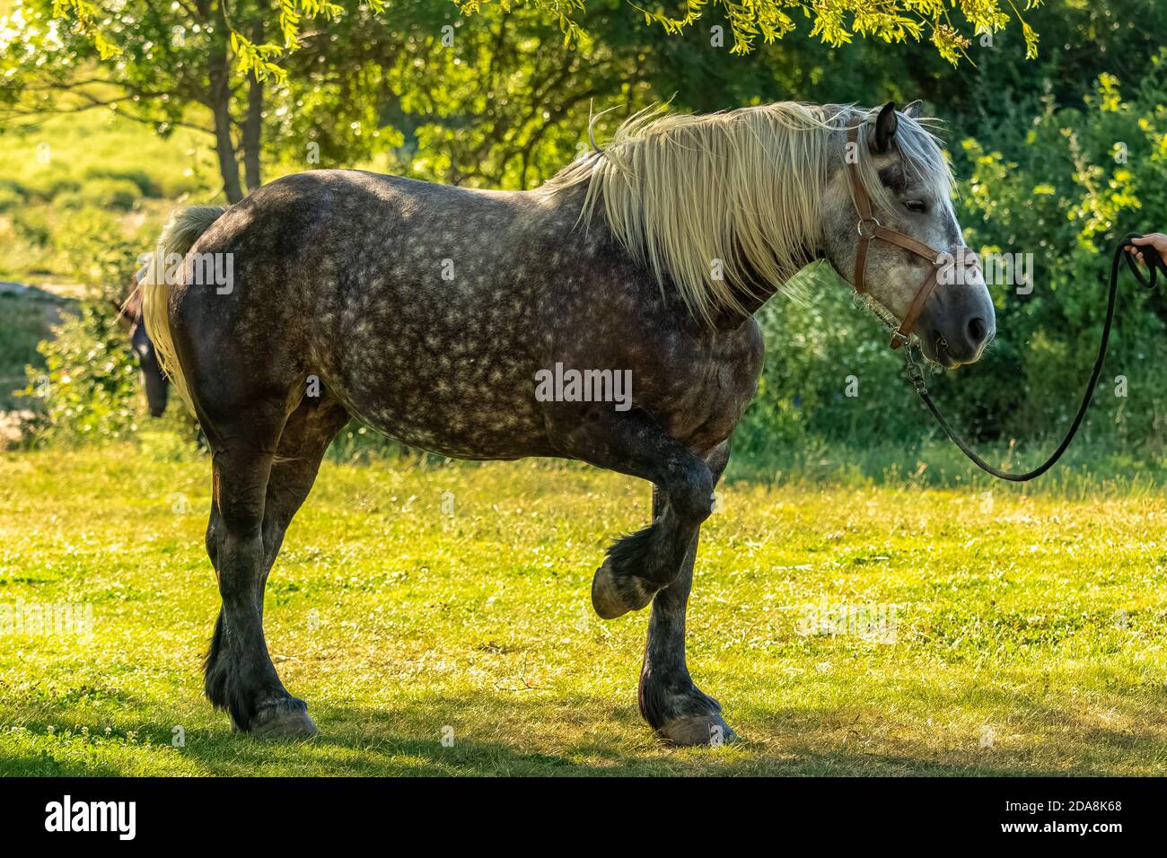 Spotted Horse High Resolution Stock Photography and Images - Alamy