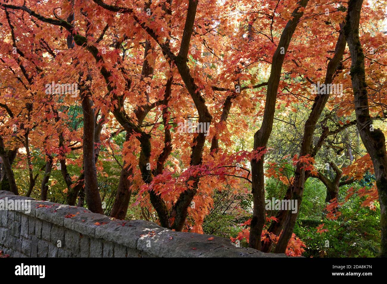 Japanese Maple (Acer palmatum) trees with orange leaves in the fall ...