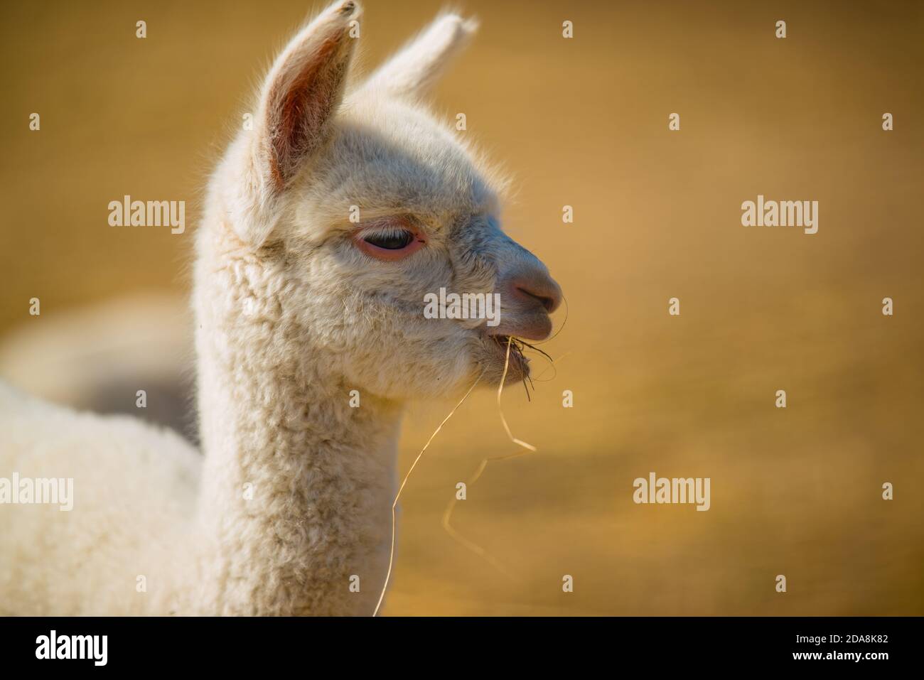 Alpaga alpagas hi-res stock photography and images - Alamy