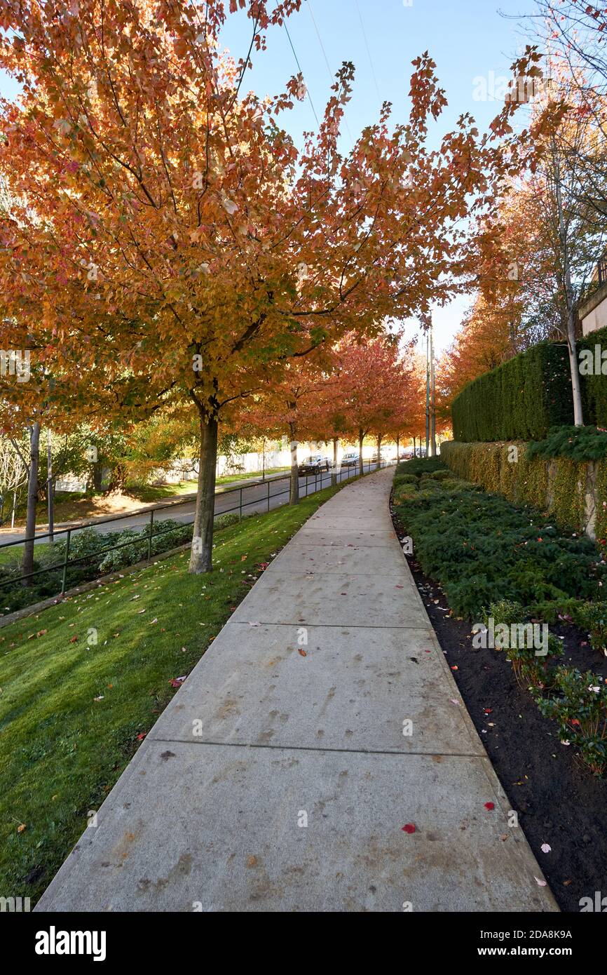 Street and sidewalk lined with colorful maple trees in the fall ...