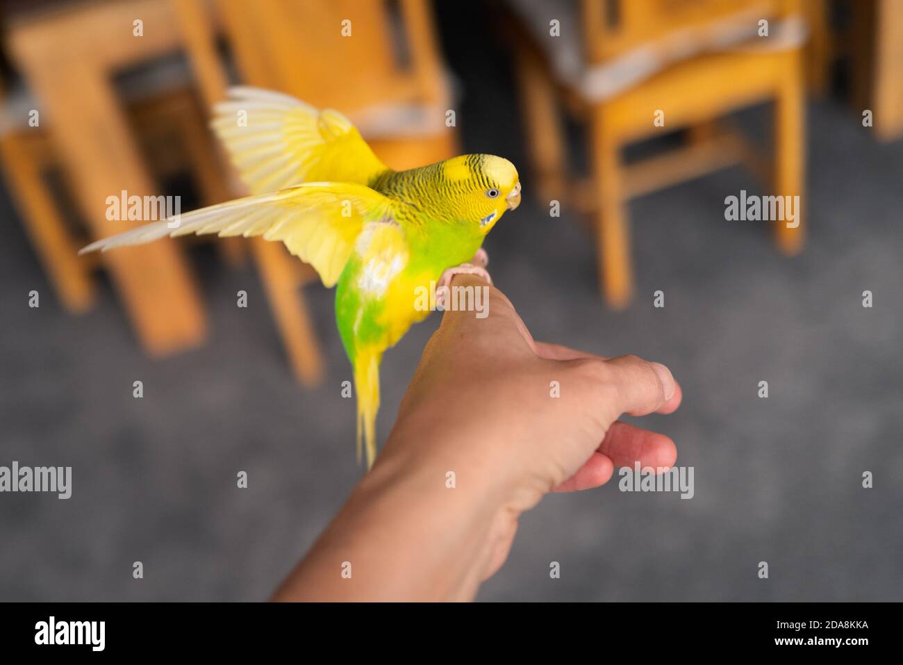 Parrot flapping wings hi-res stock photography and images - Alamy