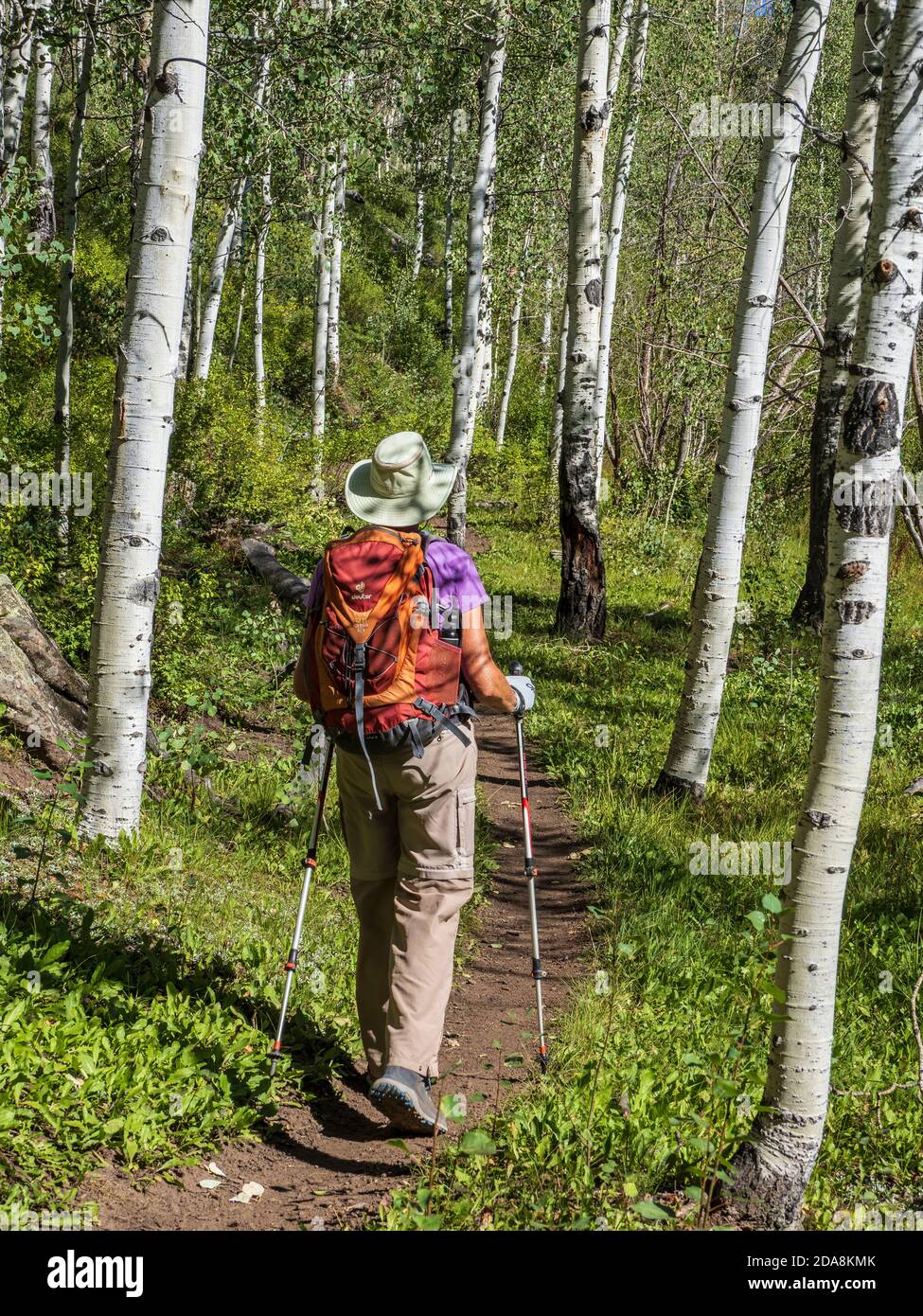 Woman hikes the Morrison Trail, San Juan National Forests near Mancos ...