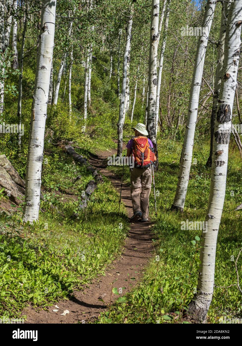 Woman hikes the Morrison Trail, San Juan National Forests near Mancos ...