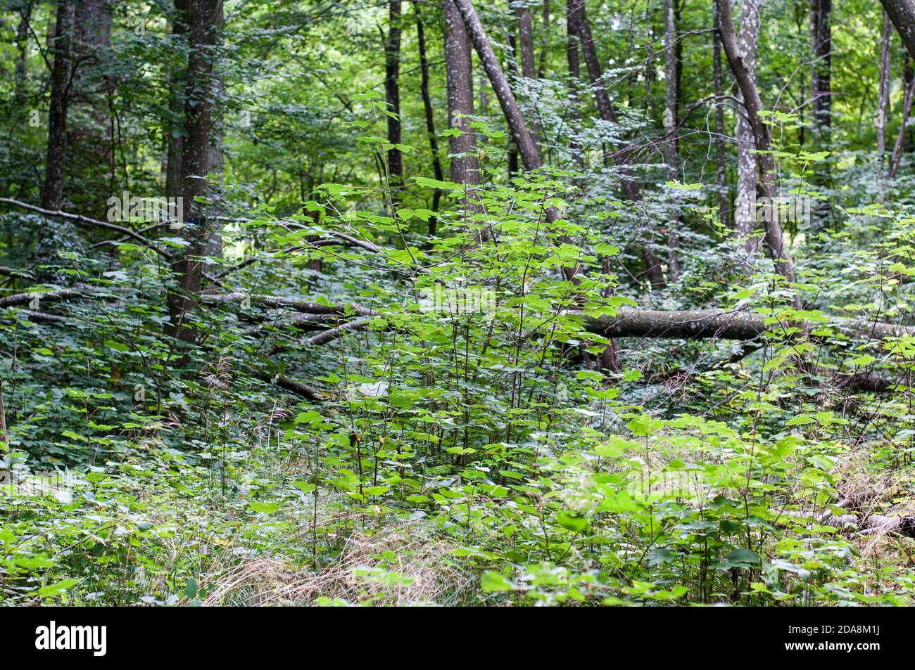 twigs of a maple tree seedling growing in a natural deciduous forest ...