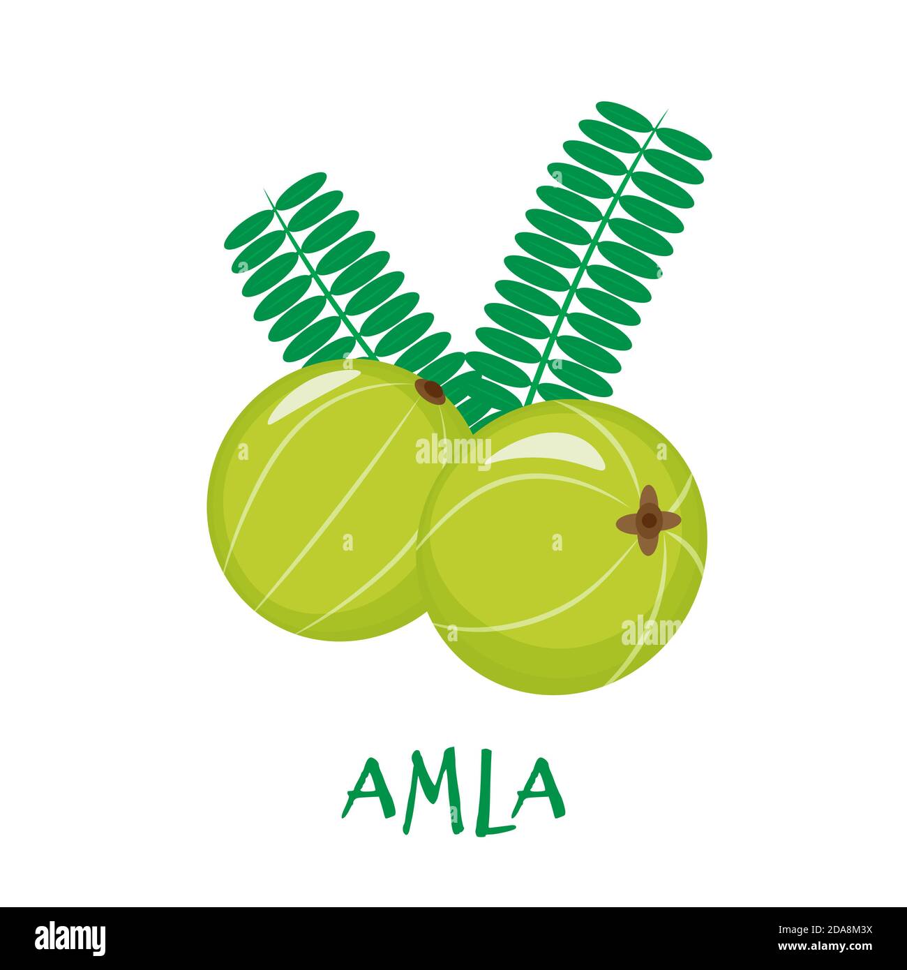 Amla, indian gooseberry, isolated on white background. Vector flat ...