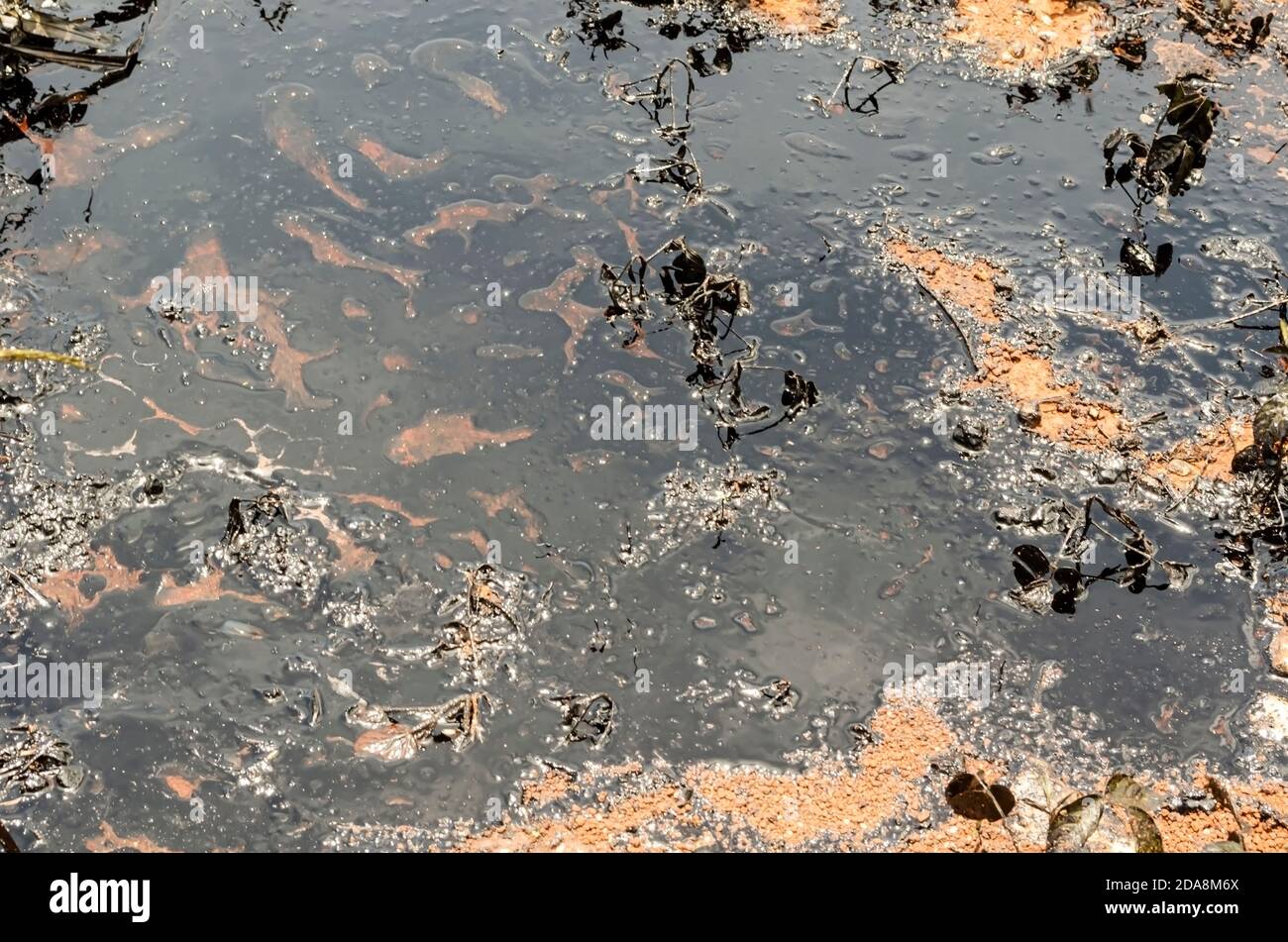 Spilled from its tank, covering plants, an mixingin in with marl on the ...