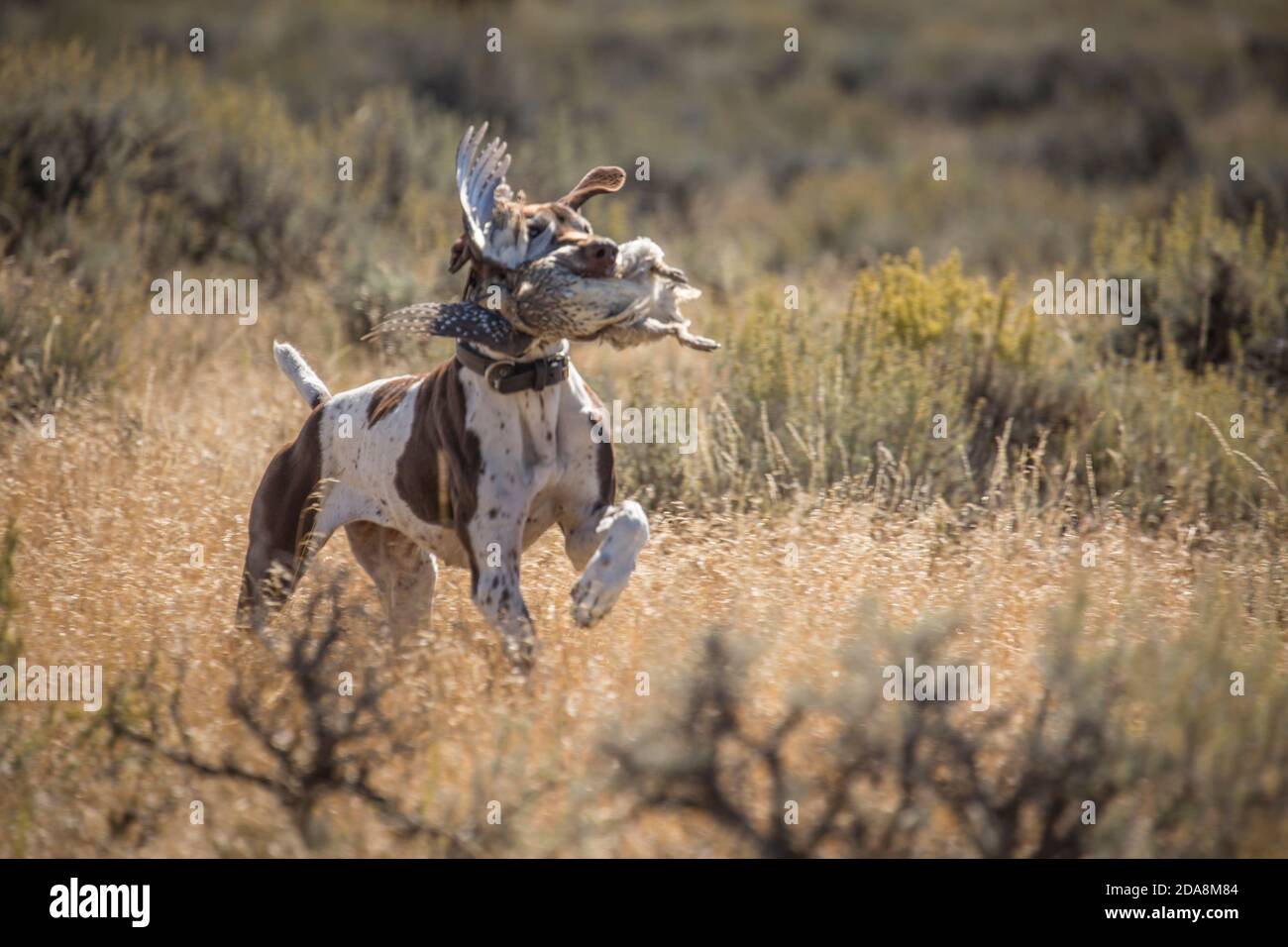 Bird dog carries a sage grouse back to his owner while upland bird ...