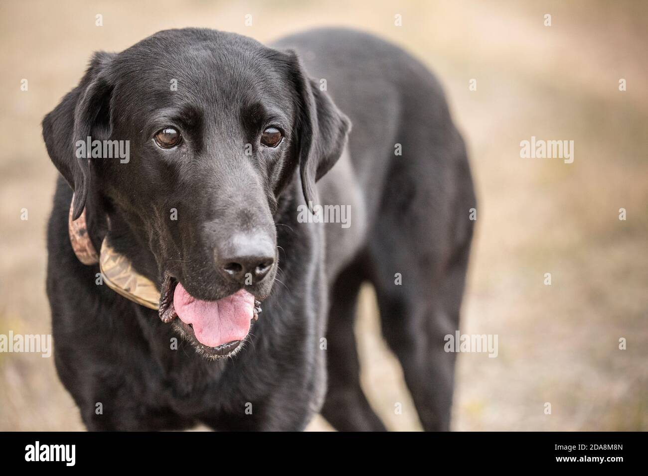 Black labrador dog upland bird hunting in Montana Stock Photo - Alamy