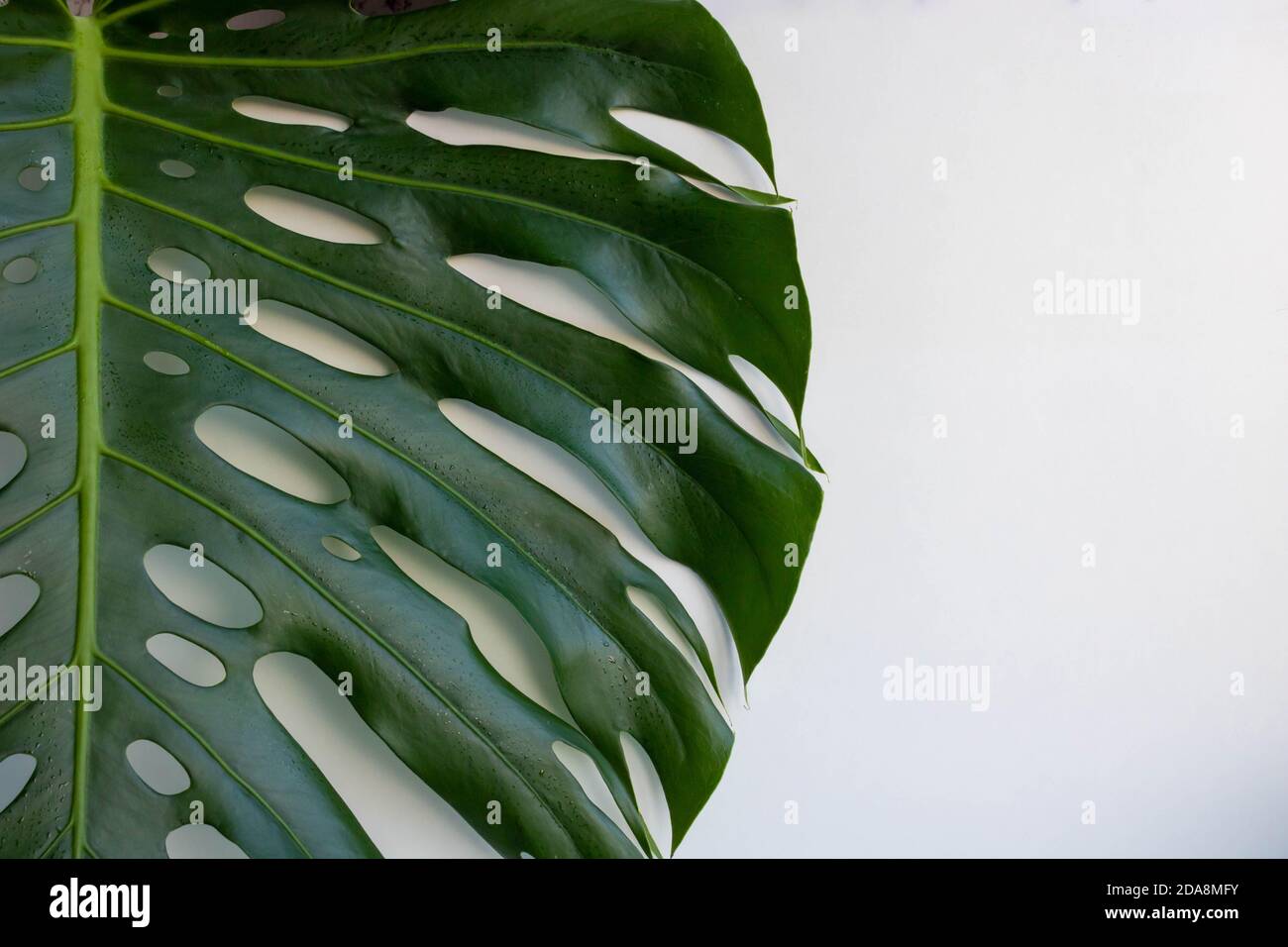Tropical green leaf monstera on a white background. top view, copy ...