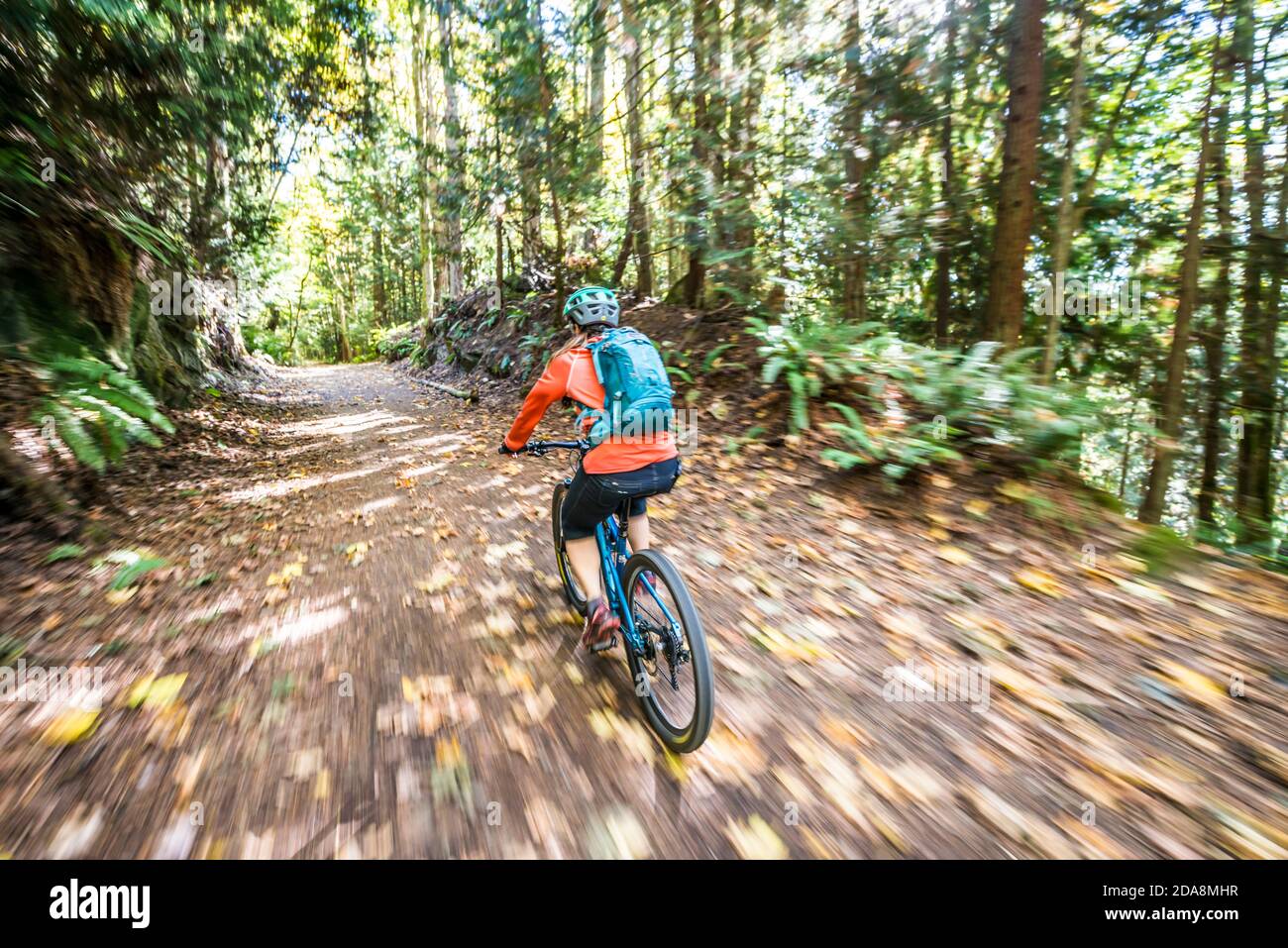Woman mountain biking in forest, Interurban Trail, Bellingham ...