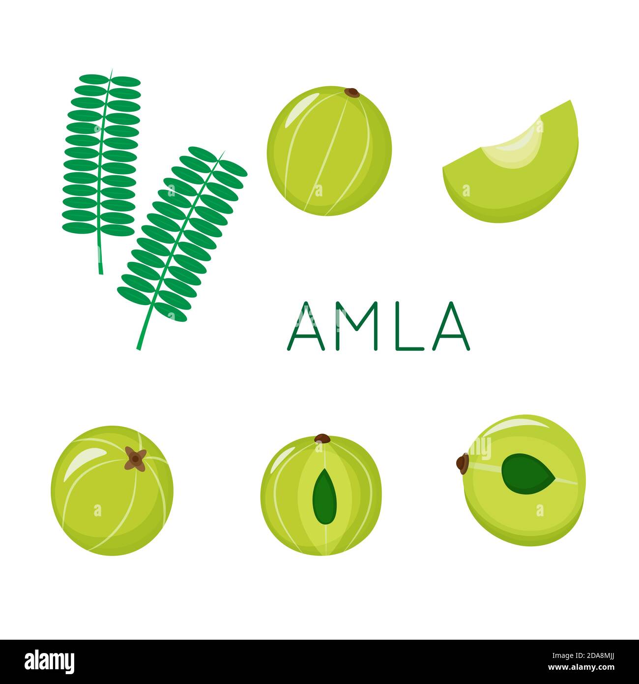 Amla set, indian gooseberry, isolated on white background. Vector flat ...