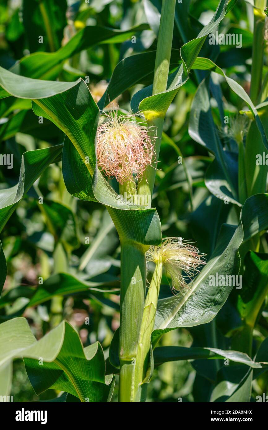 Close Up Growing Corn Stock Photo - Alamy