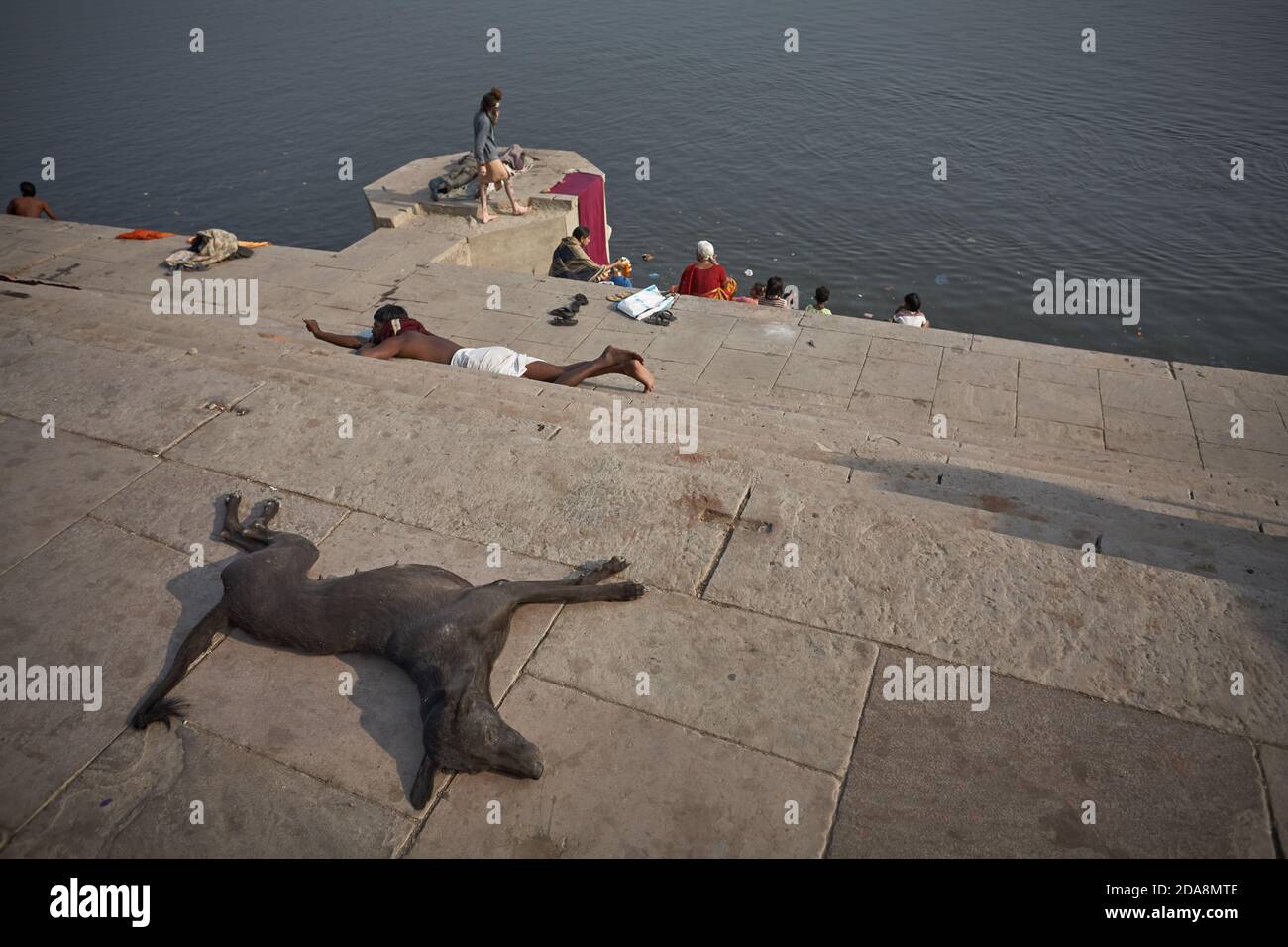 Varanasi, India, January 2008. A dog sleeping in a ghat by the river ...