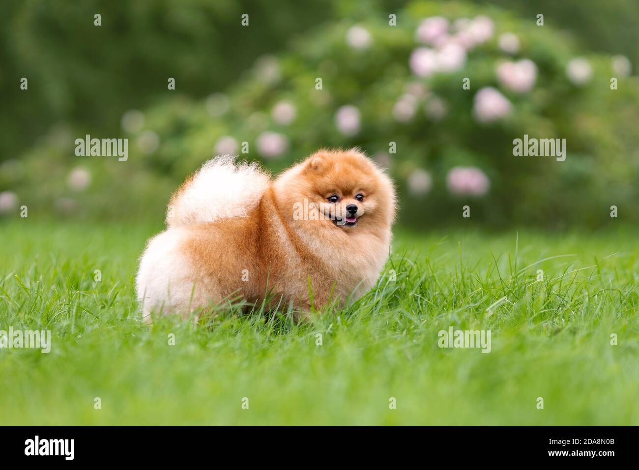 German spitz dog hi-res stock photography and images - Alamy