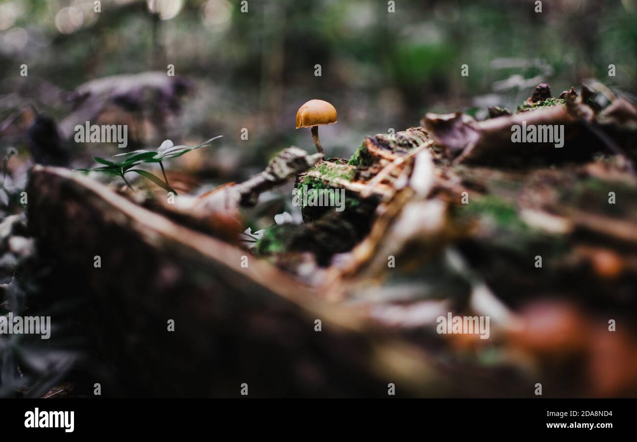 Selective focus shot of a single tiny fungus growing on a forest floor ...