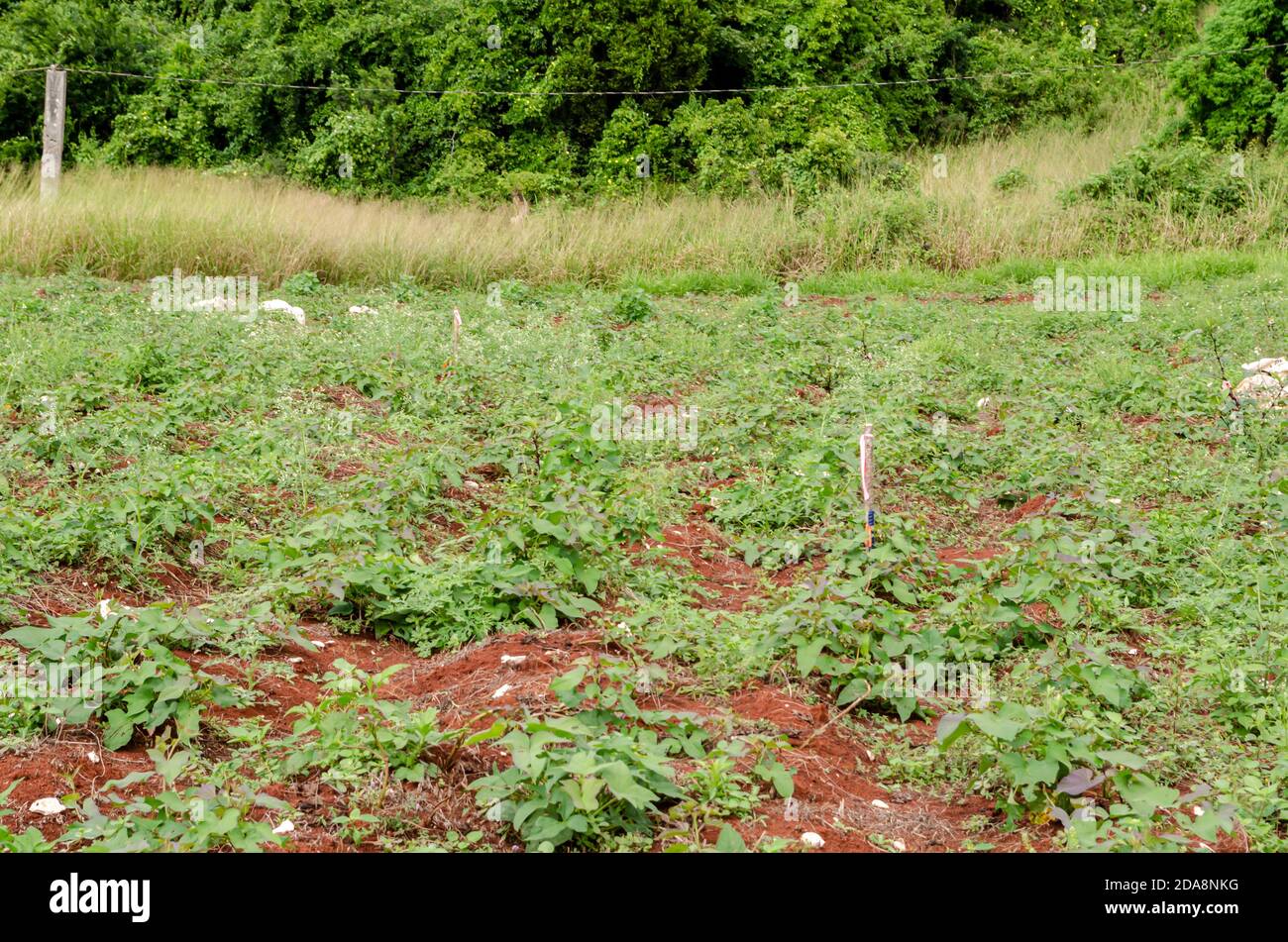 Sweet Potato Field Stock Photo - Alamy