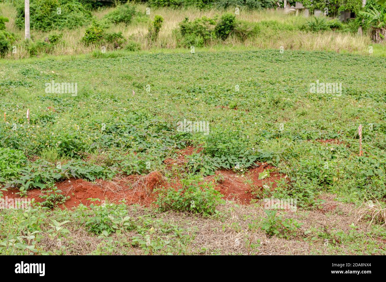 Sweet potato vine hi-res stock photography and images - Alamy